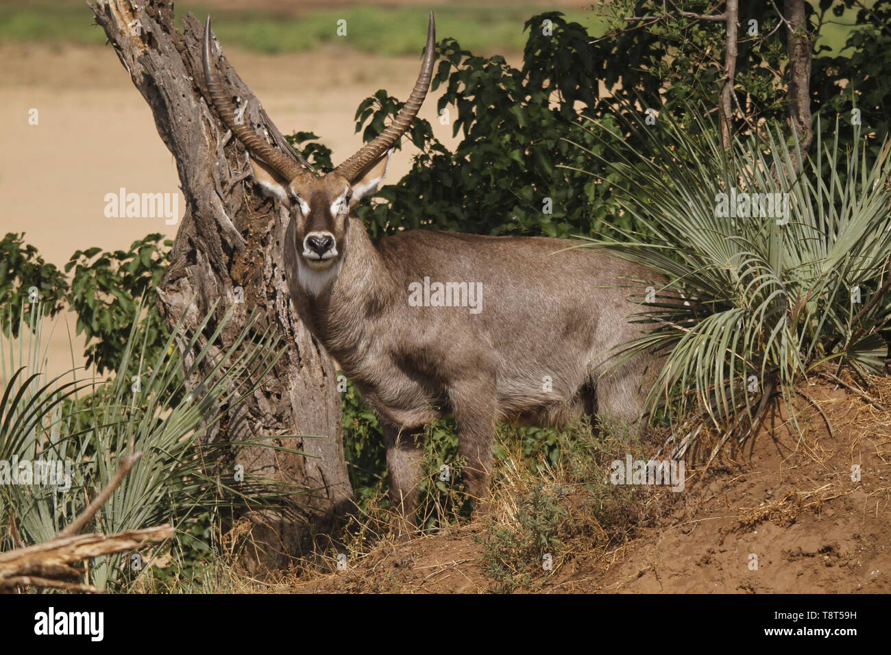 Waterbuck kruger national park hi-res stock photography and images - Alamy