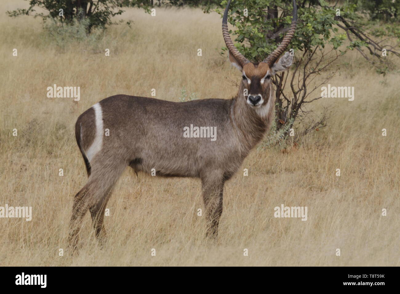 Waterbuck kruger national park hi-res stock photography and images - Alamy