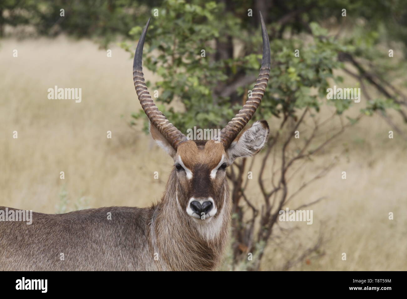 Waterbuck kruger national park hi-res stock photography and images - Alamy