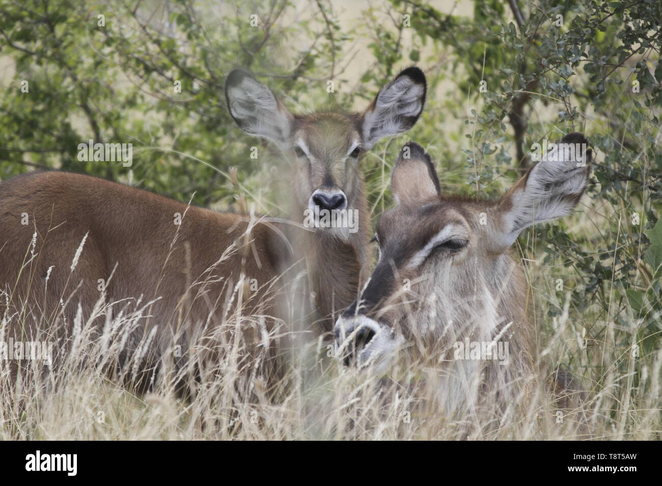 Waterbuck kruger national park hi-res stock photography and images - Alamy