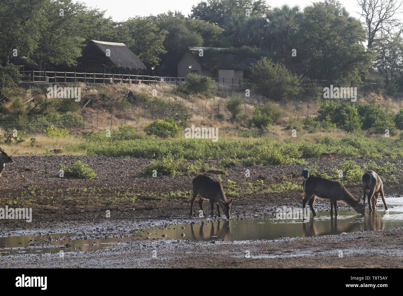 Waterbuck kruger national park hi-res stock photography and images - Alamy