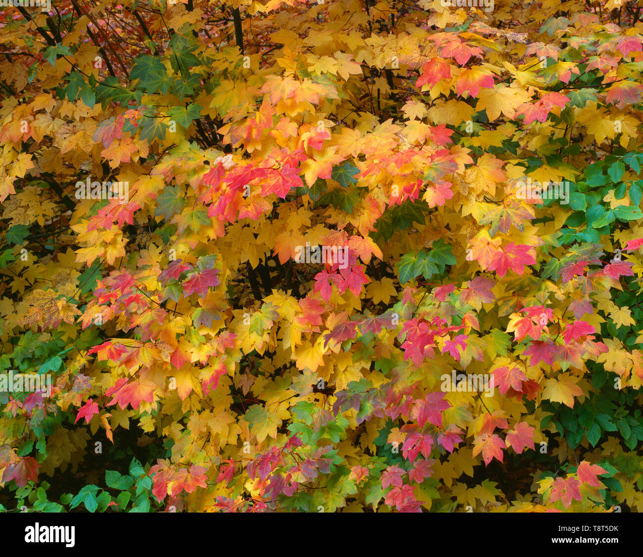 USA; Washington; Wenatchee National Forest; Fall colored vine maple ...