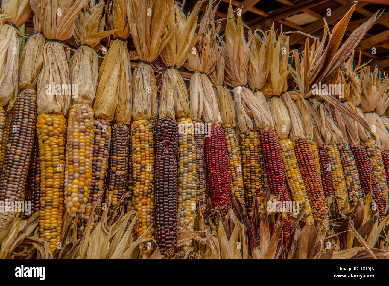 Hanging indian corn hi-res stock photography and images - Alamy