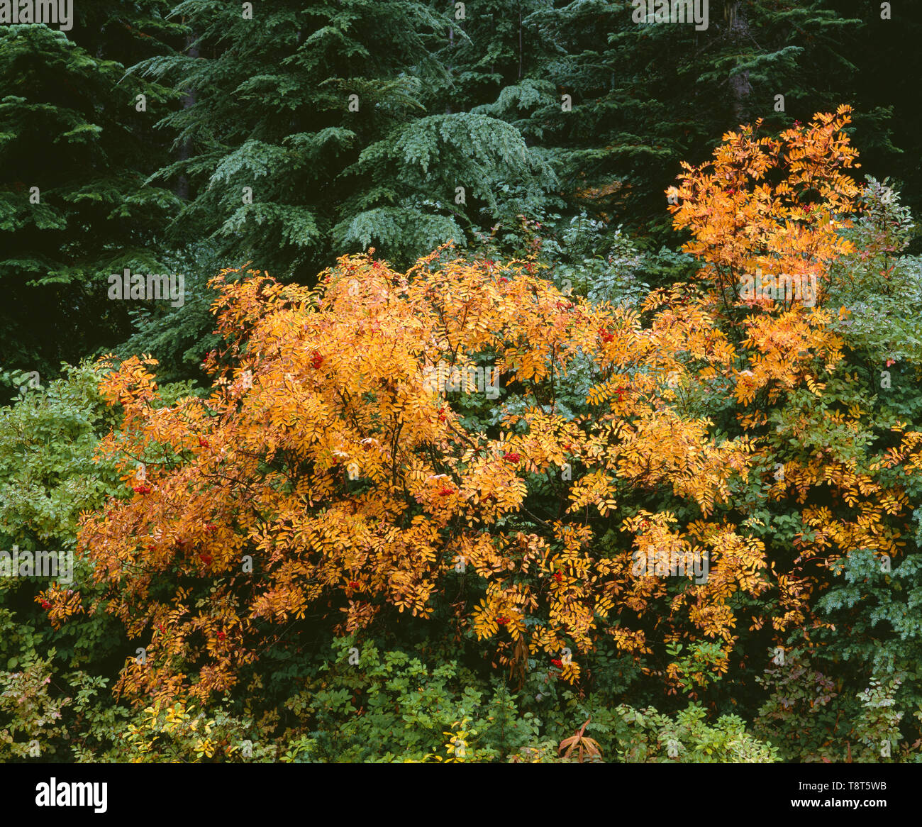 Evergreen ash tree hi-res stock photography and images - Alamy