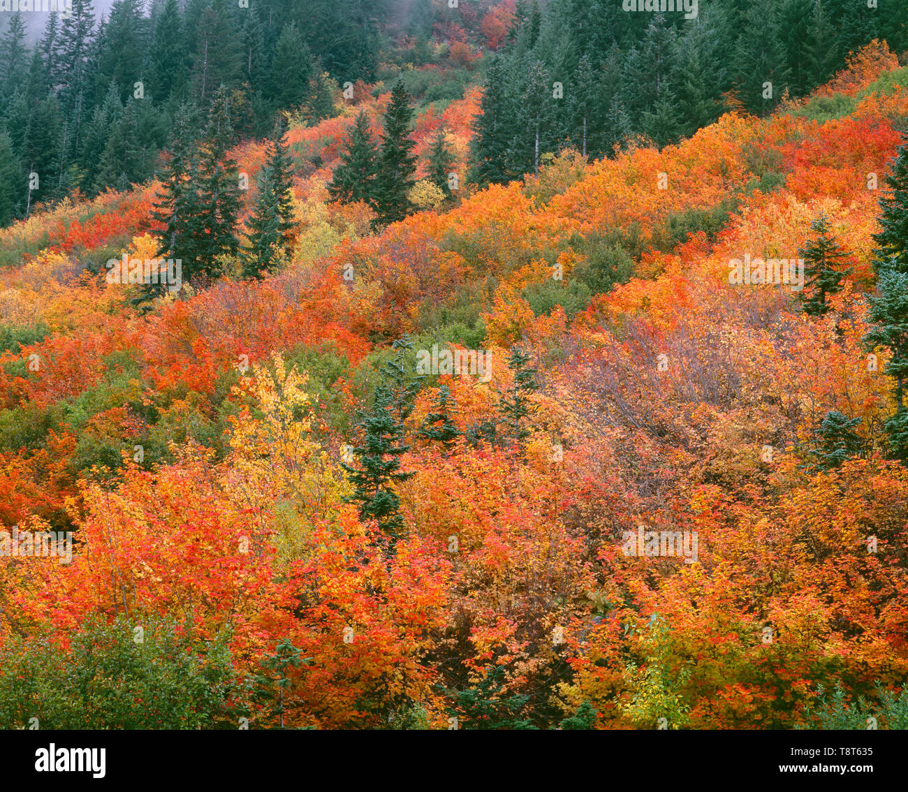 USA, Washington, Mt. Baker Snoqualmie National Forest, Fall colors of ...