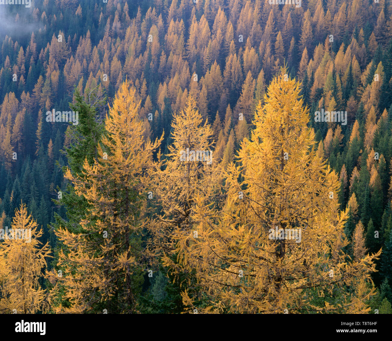 Colville national forest hi-res stock photography and images - Alamy