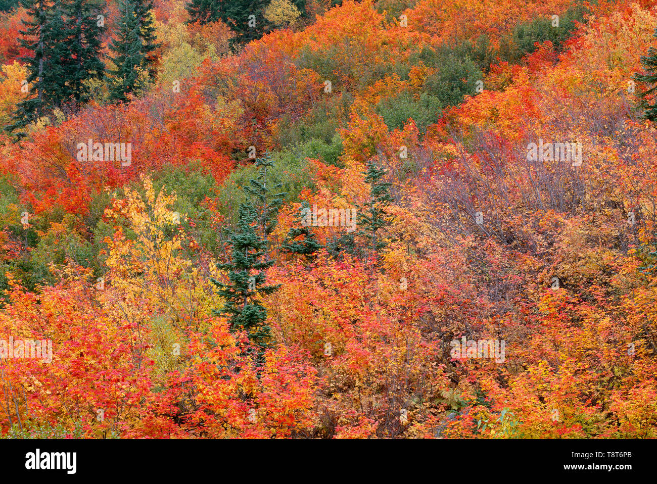 USA, Washington, Mt. Baker Snoqualmie National Forest, Fall colors of ...