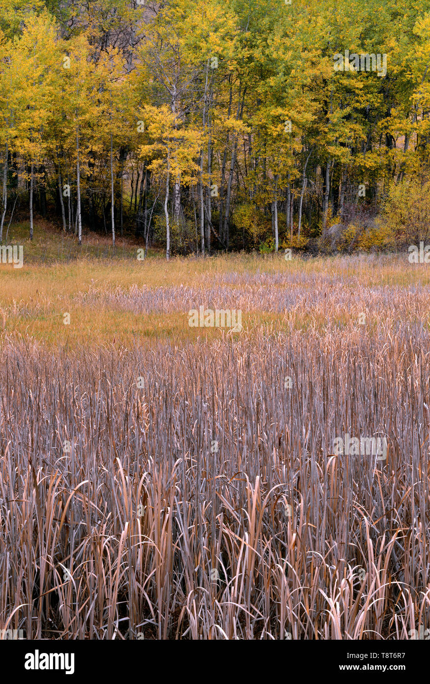 USA, Washington, Pearrygin Lake State Park, Autumn brings color to ...