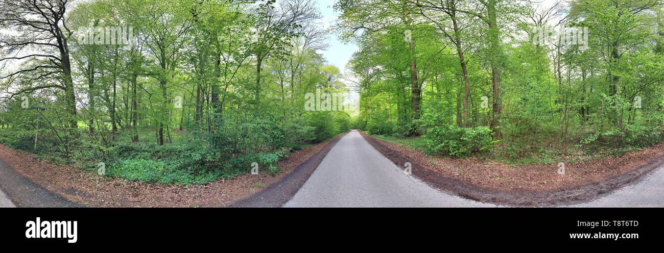 Highly detailed natural forest landscape in a high resolution panorama ...