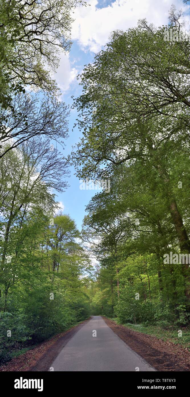 Highly detailed natural forest landscape in a high resolution panorama ...