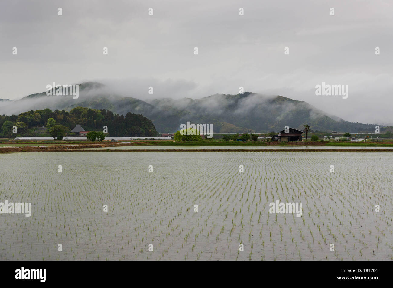 Farm house next to flooded rice field with rows of freshly planted rice ...