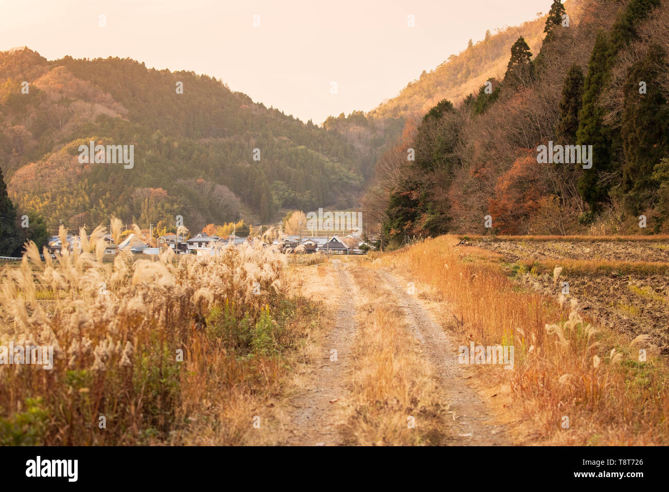 Narrow dirt road through dry grasses leading to small Japanese farming ...