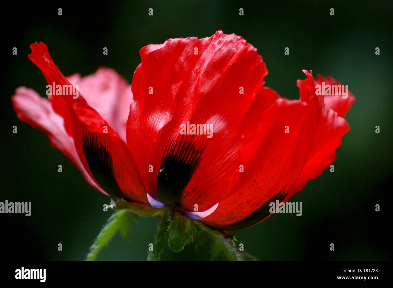 Red corn poppy Stock Photo - Alamy