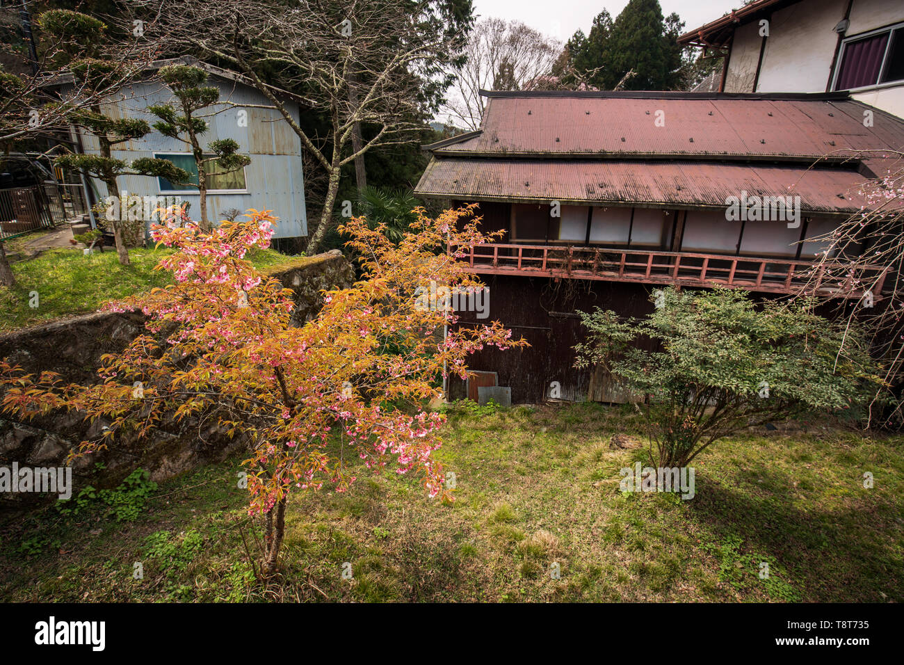 Cherry tree with blossoms and leaves in yard of traditional Japanese ...