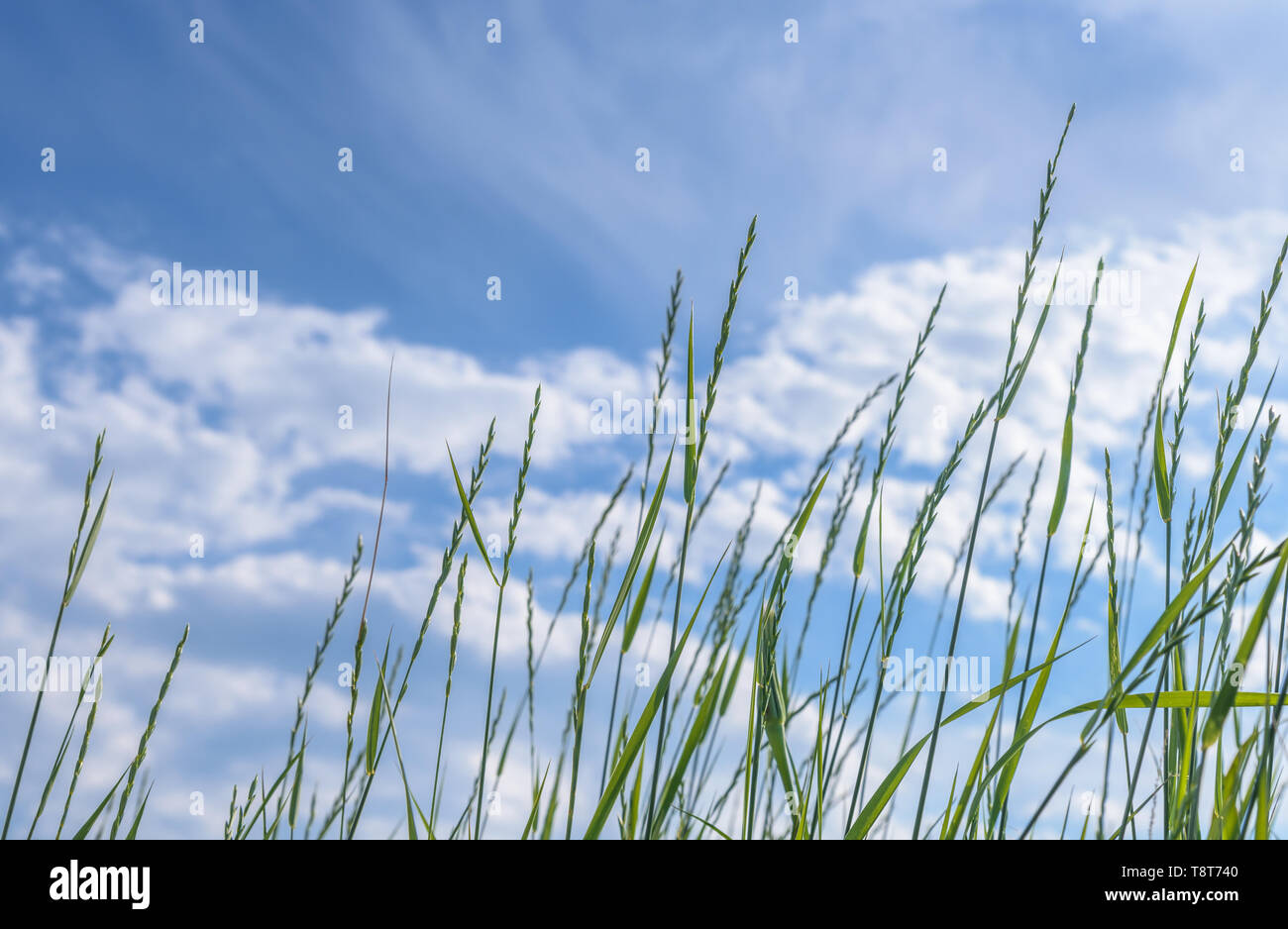Tilt upward of tall green wild grass softly waving in the wind against ...