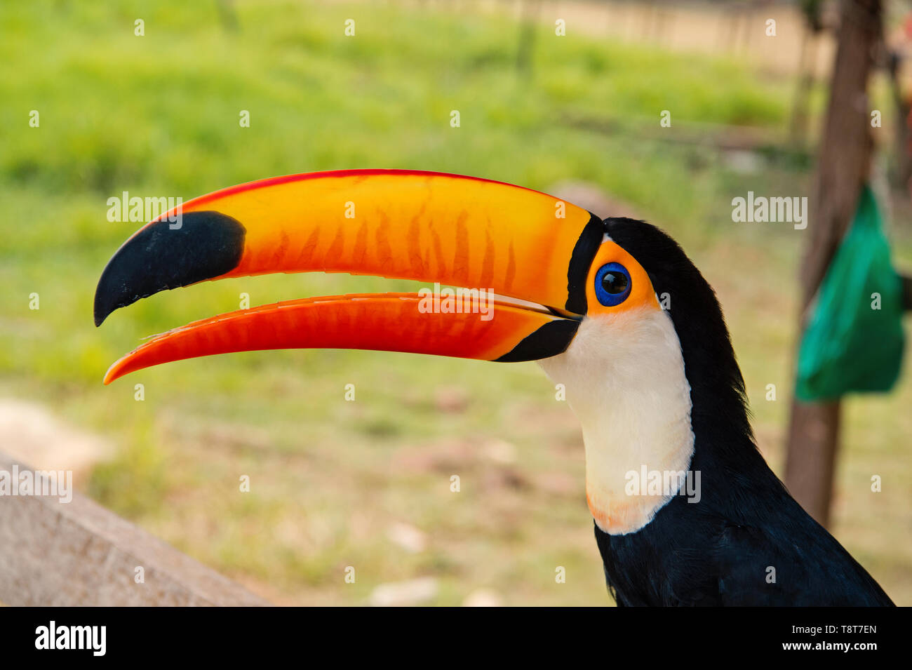 Toucan bird in boca de valeria, brazil. Toco toucan on nature. Wildlife ...