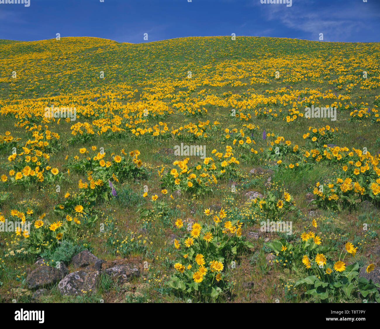 USA; Washington; Columbia River Gorge National Scenic Area; Spring ...