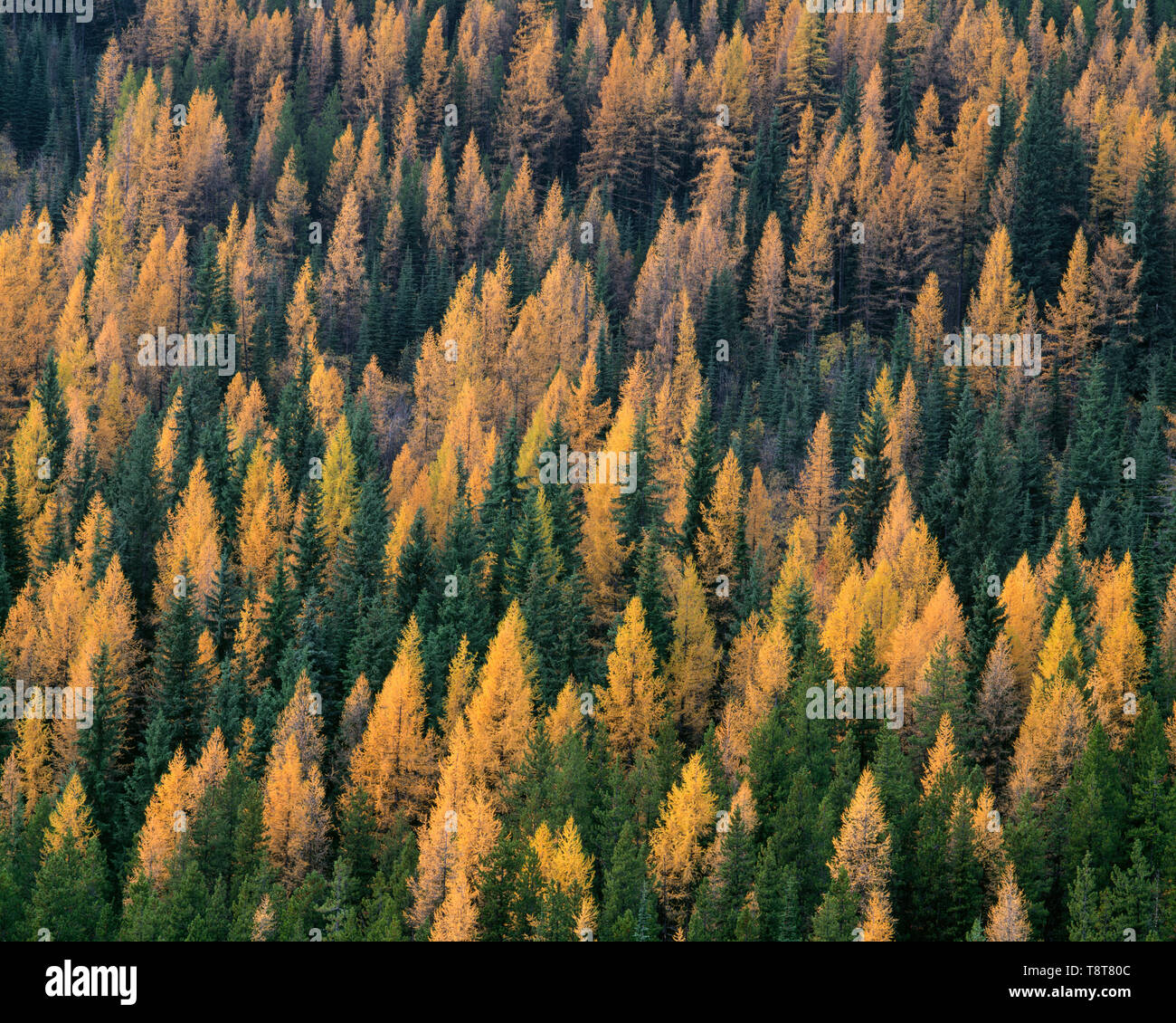 Tamarack pine hi-res stock photography and images - Alamy
