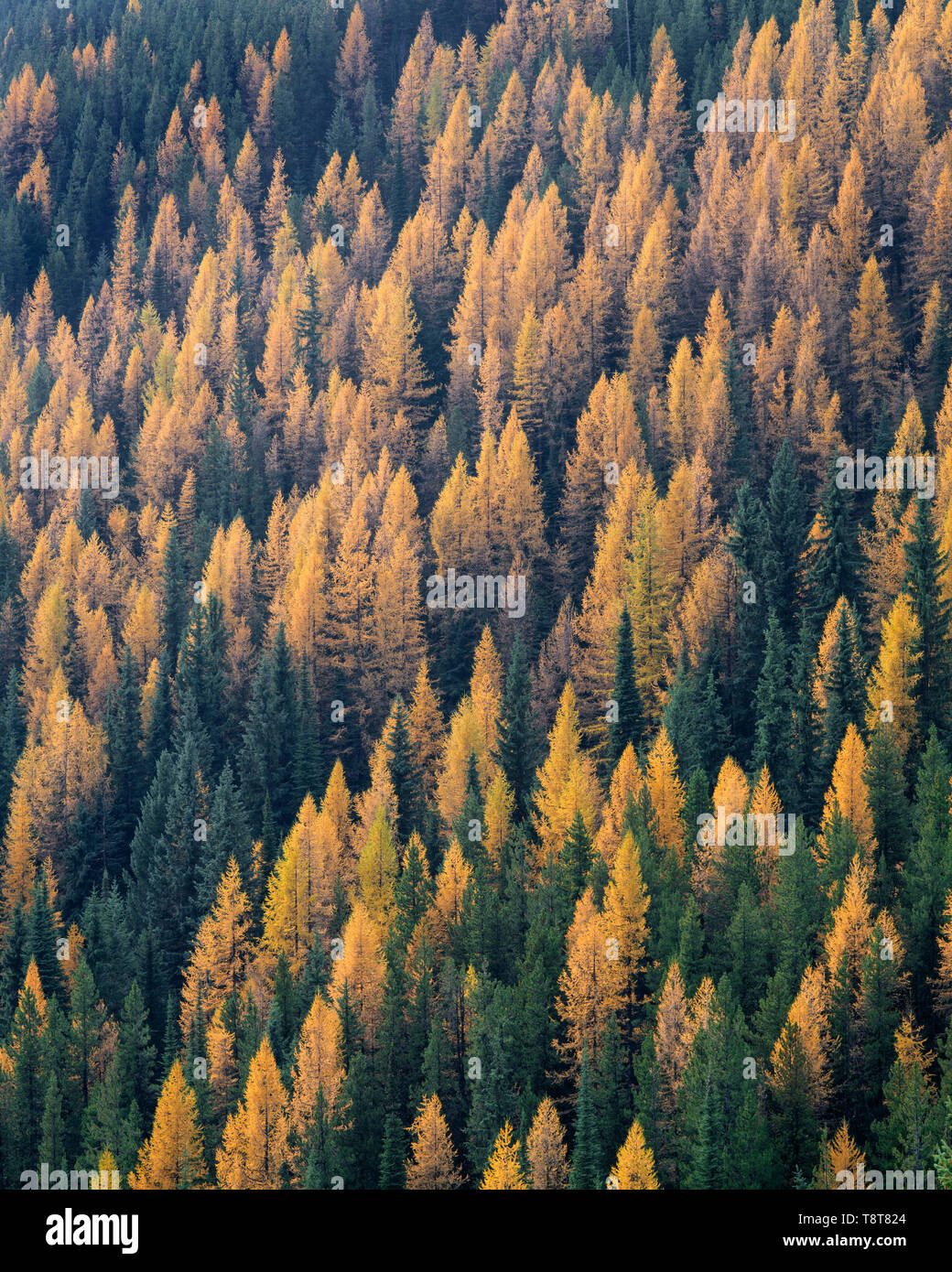 Tamarack pine hi-res stock photography and images - Alamy