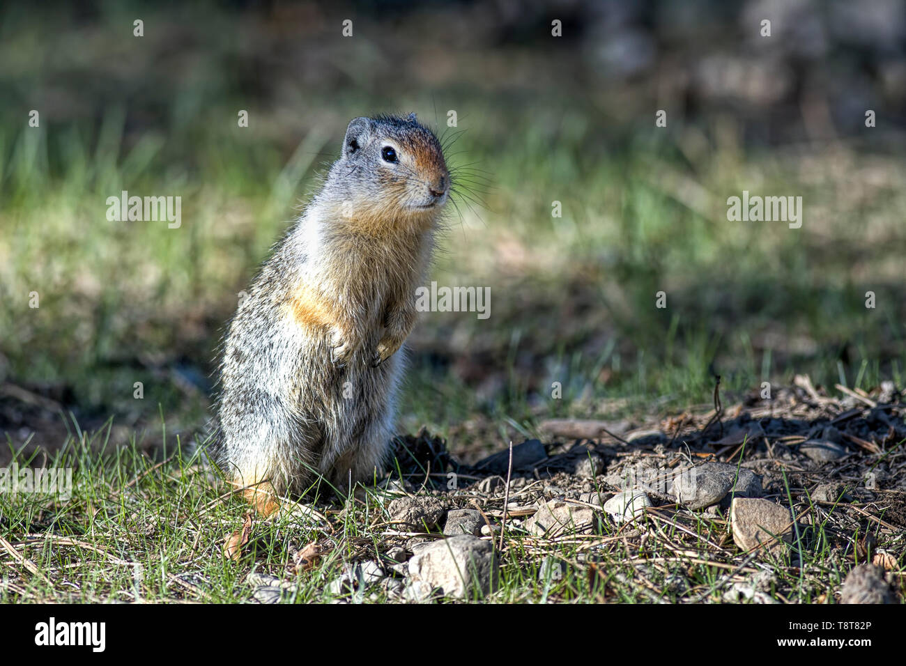 A cute Columbia ground squirrel is out of its burrow at the visitors ...