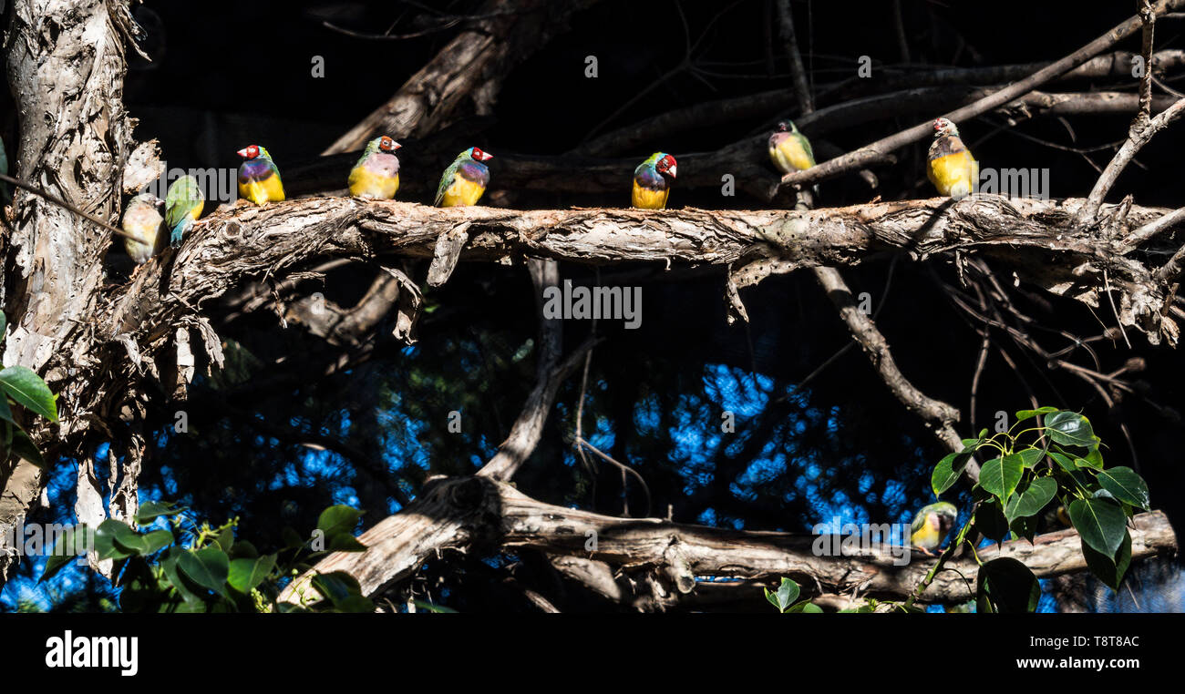 Long tailed finches hi-res stock photography and images - Alamy