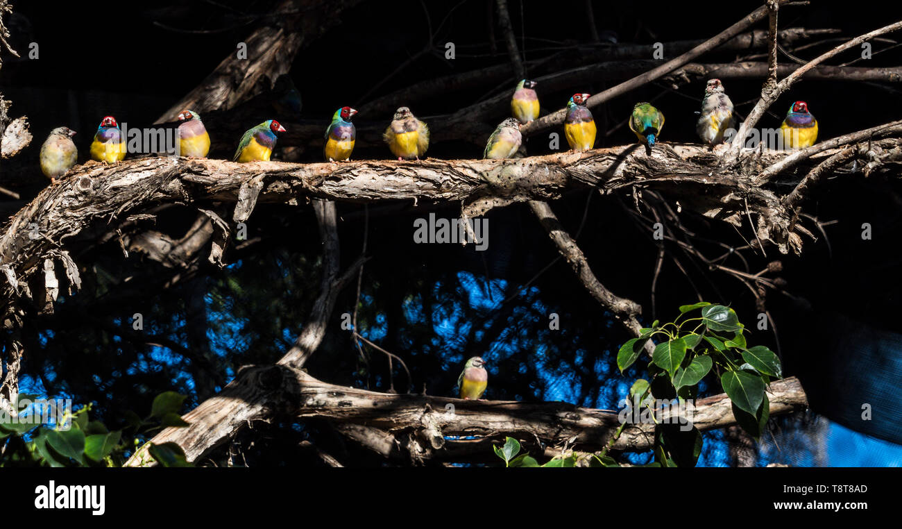Long tailed finches hi-res stock photography and images - Alamy