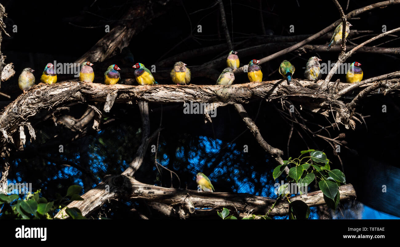 birds exotic finches on branch Stock Photo - Alamy