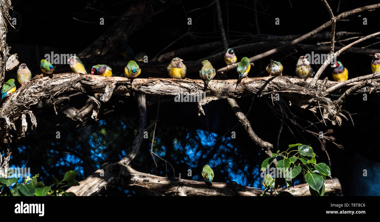 birds exotic finches on branch Stock Photo - Alamy