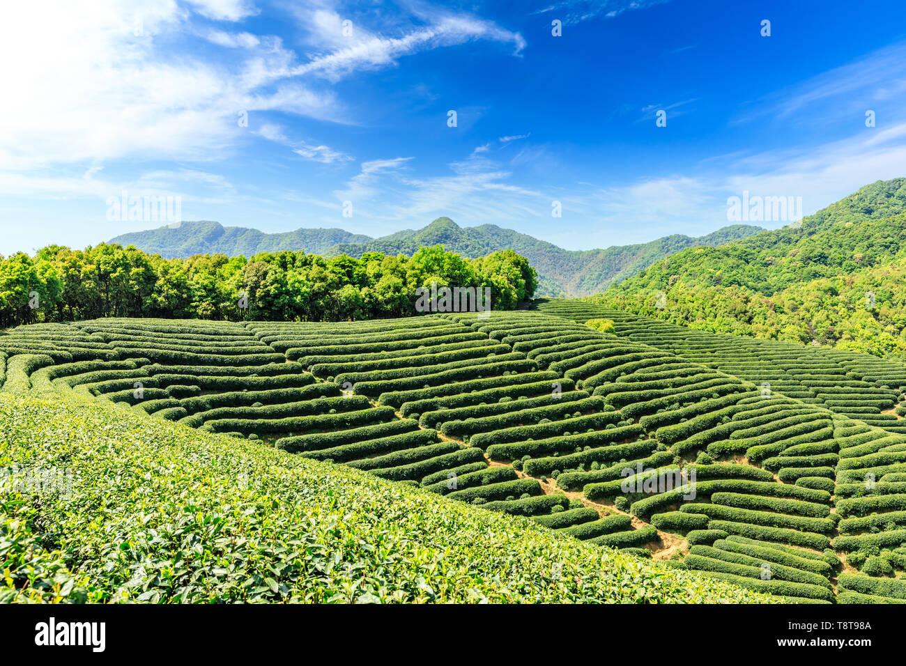 Green tea plantation natural landscape Stock Photo - Alamy