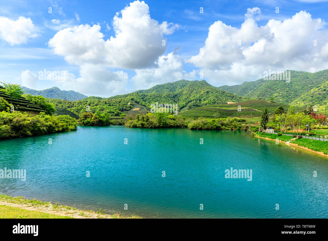 Green tea plantation natural landscape Stock Photo - Alamy