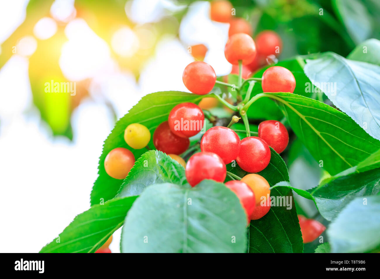 Cherry tree with ripe cherries in the garden Stock Photo - Alamy