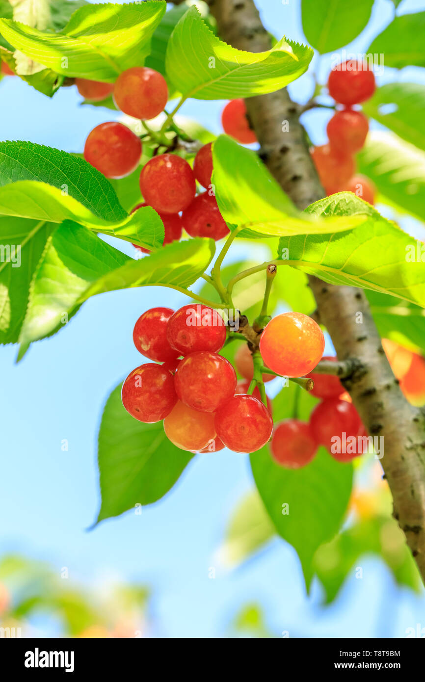 Cherry tree with ripe cherries in the garden Stock Photo - Alamy