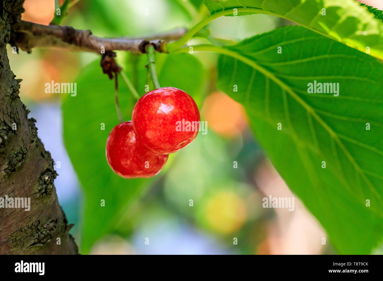 Cherry tree with ripe cherries Stock Photo - Alamy