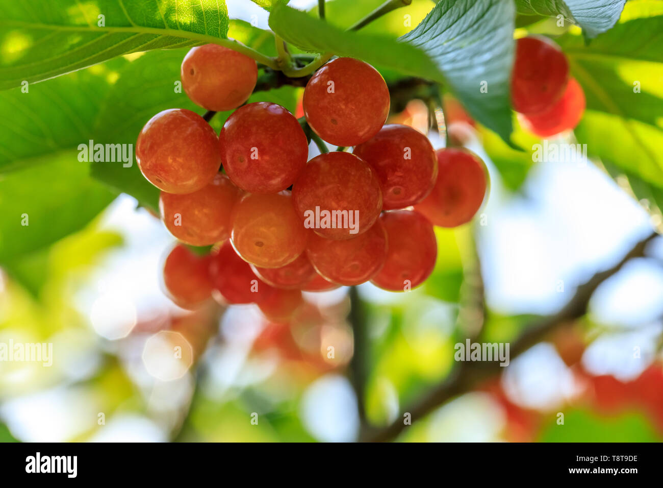 Cherry tree with ripe cherries Stock Photo - Alamy