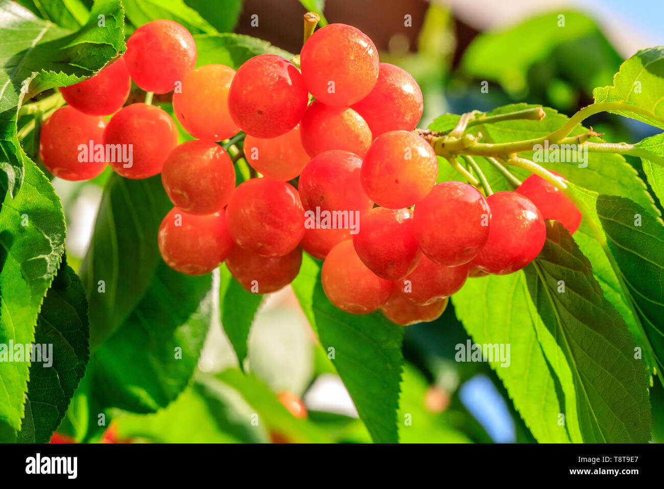 Cherry tree with fruit hi-res stock photography and images - Alamy