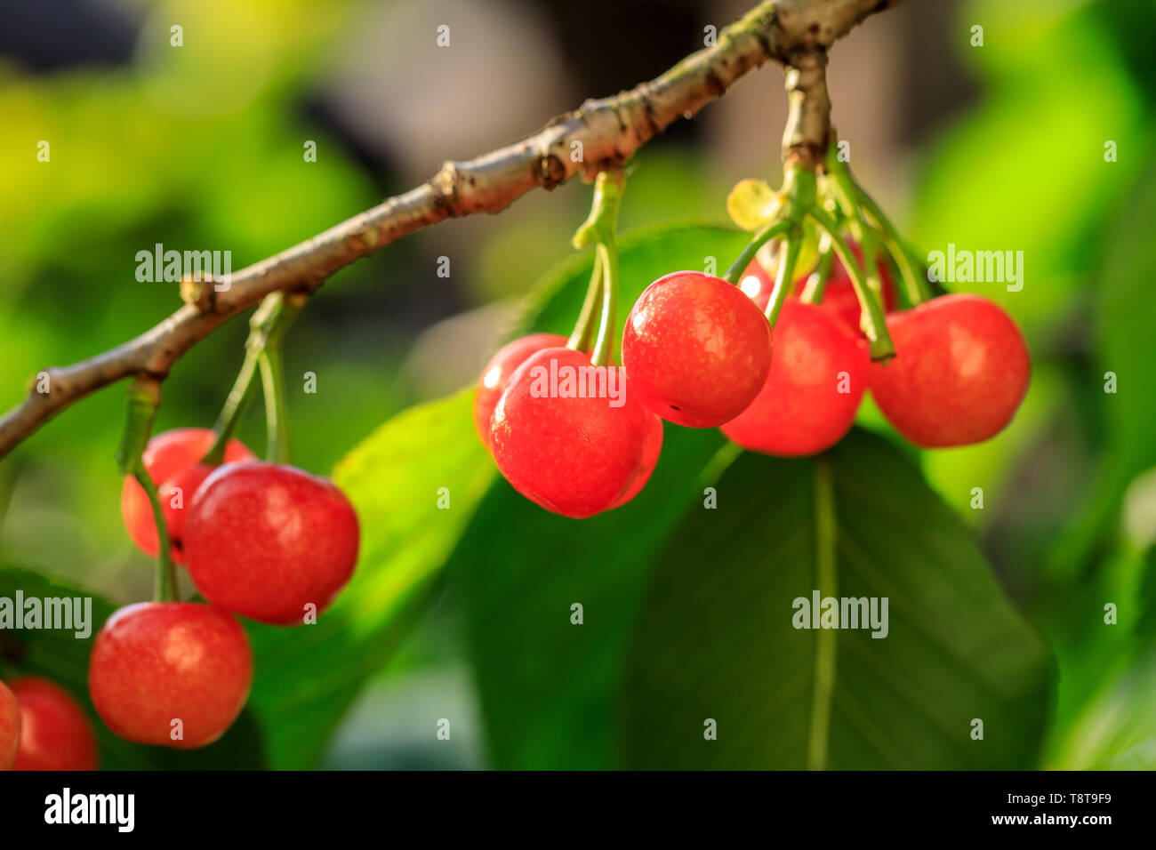 Cherry tree with ripe cherries Stock Photo - Alamy