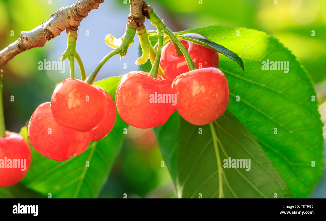 Cherry tree with fruit hi-res stock photography and images - Alamy