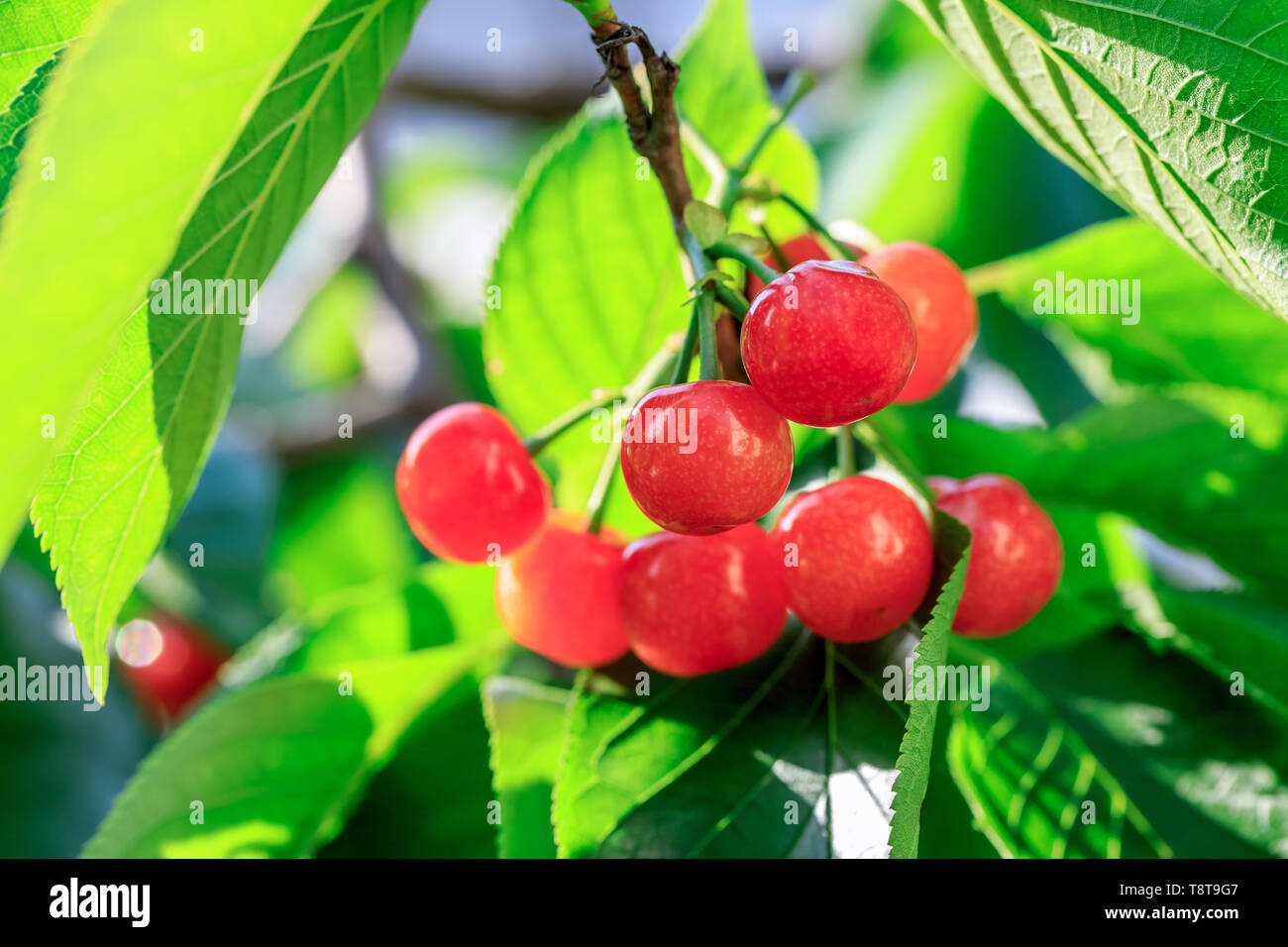 Cherry tree with ripe cherries Stock Photo - Alamy