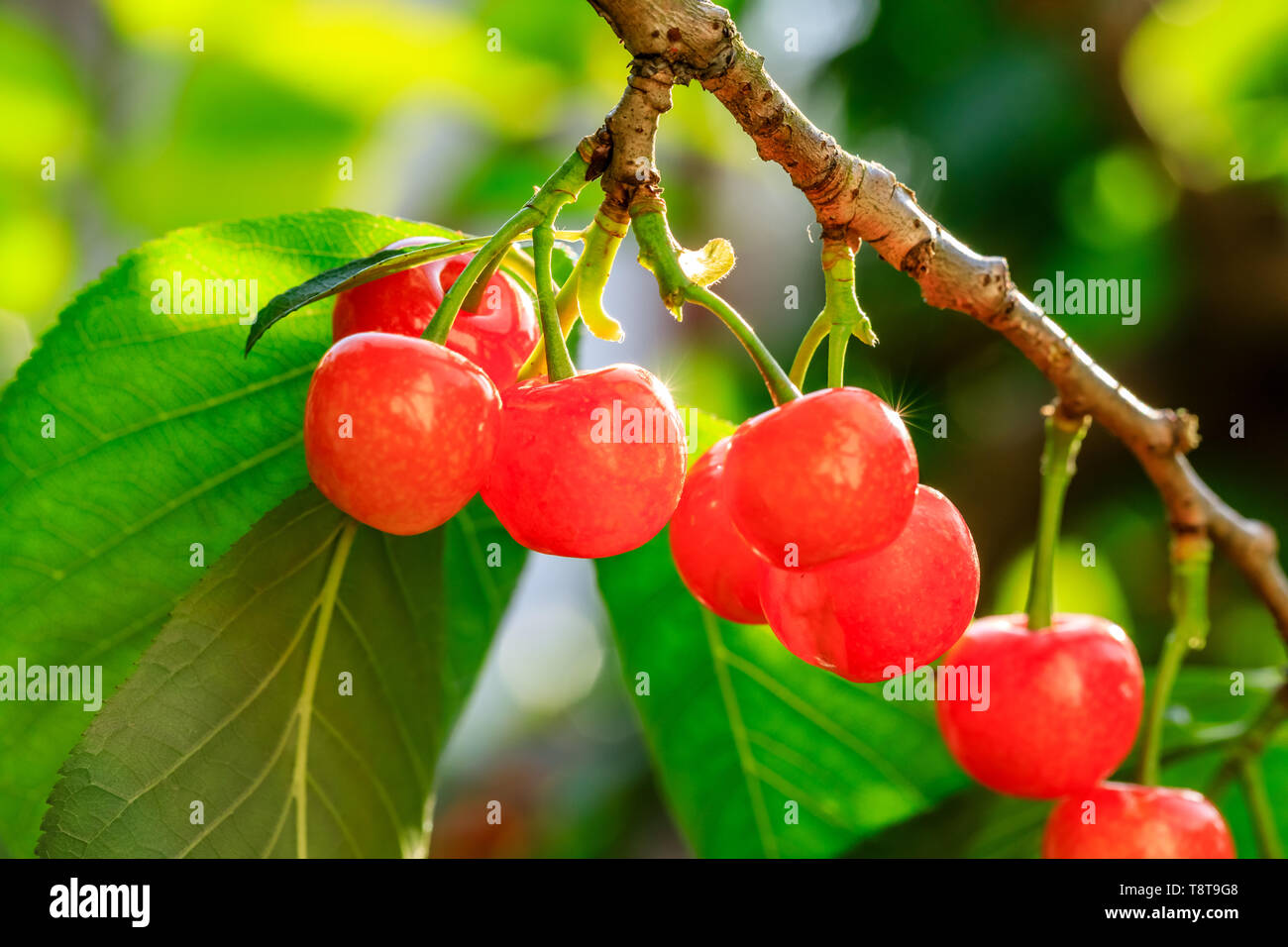 Cherry tree with fruit hi-res stock photography and images - Alamy