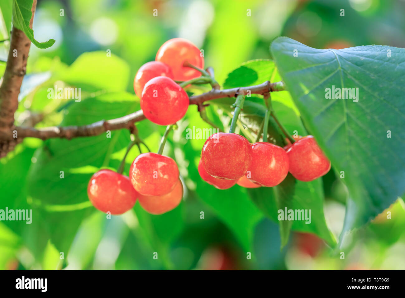 Cherry tree with fruit hi-res stock photography and images - Alamy