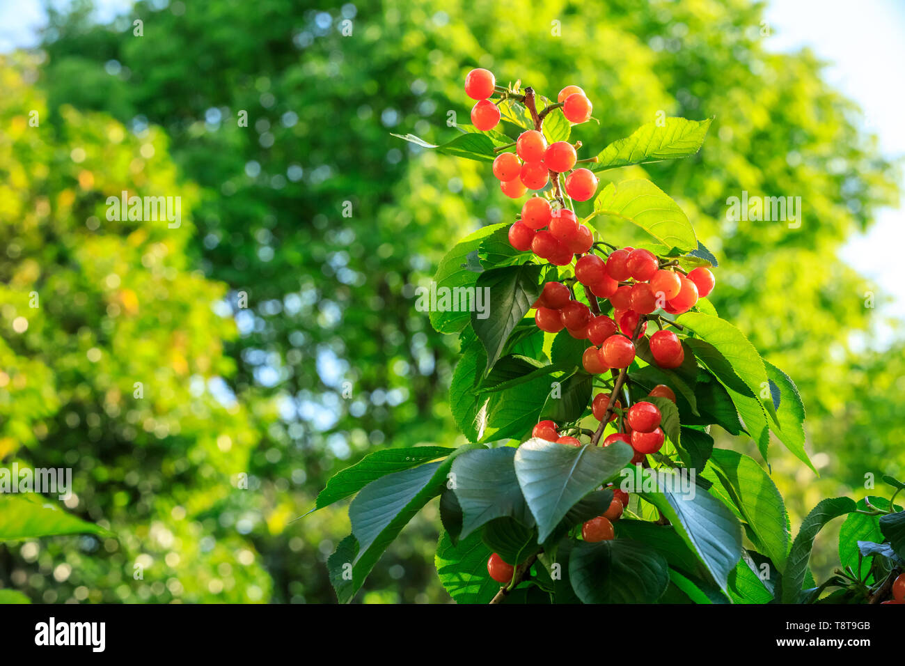 Cherry tree with ripe cherries Stock Photo - Alamy