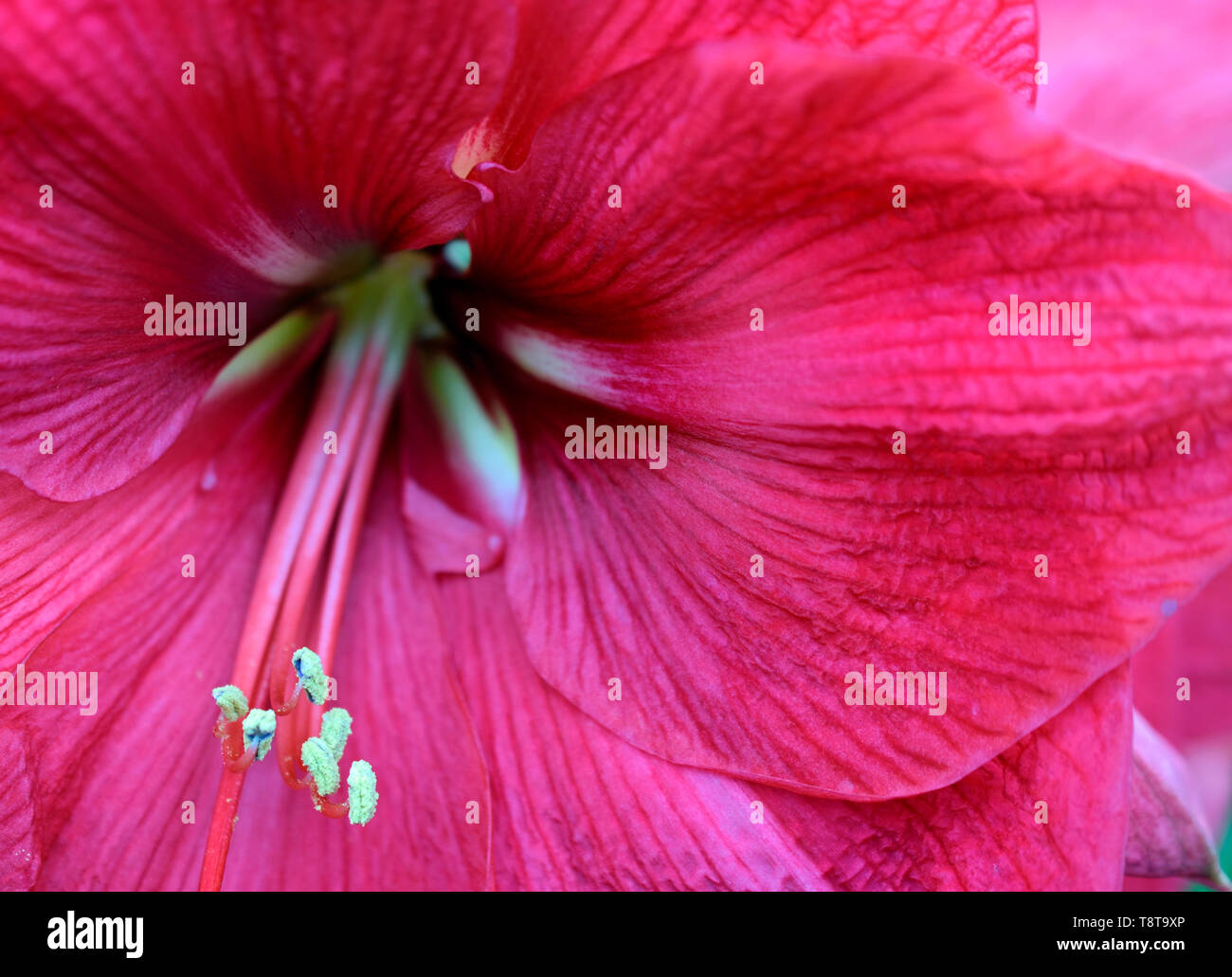 Giant Pink Amaryllis Stock Photo - Alamy