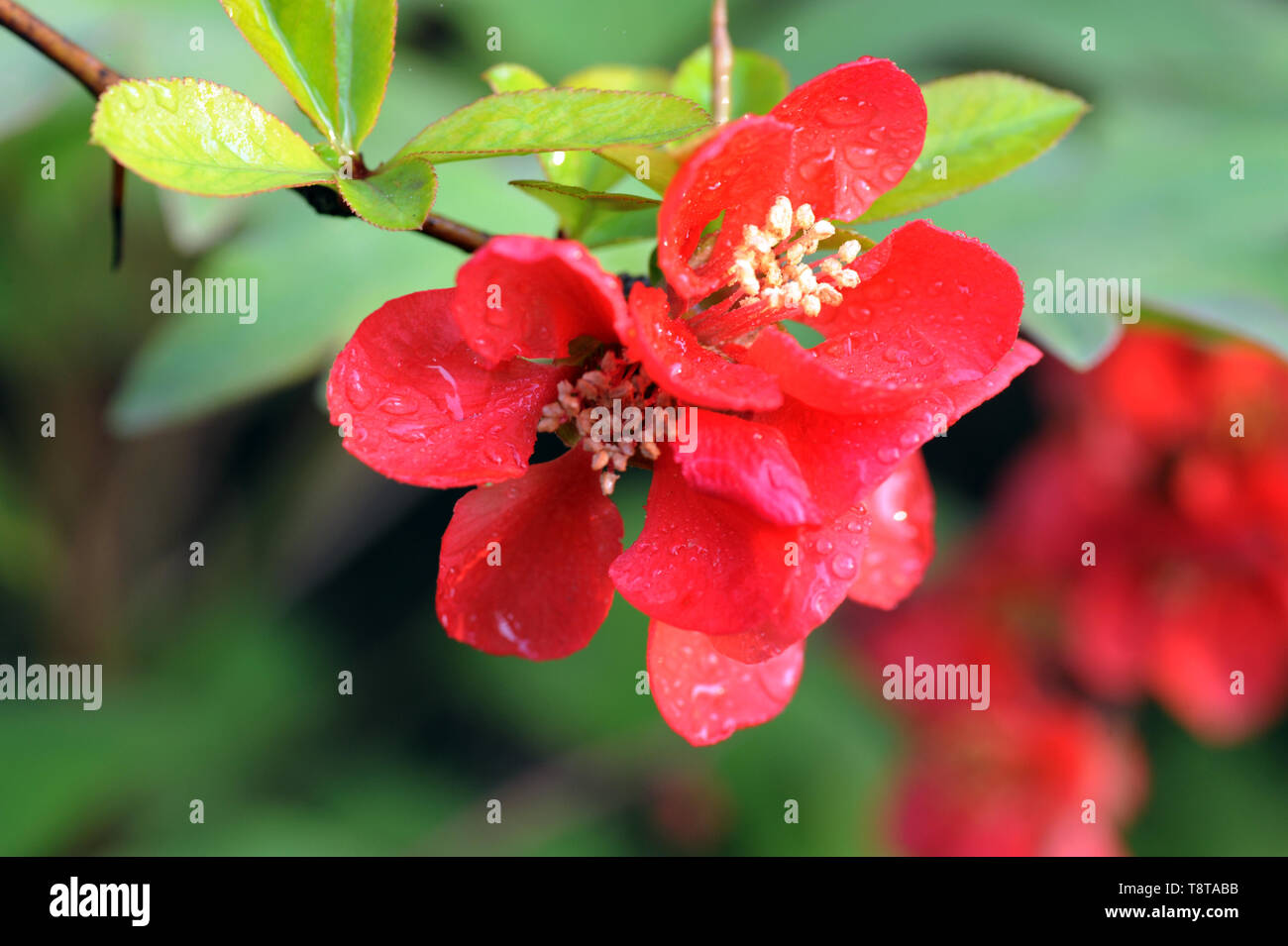 Stalk begonia hi-res stock photography and images - Alamy