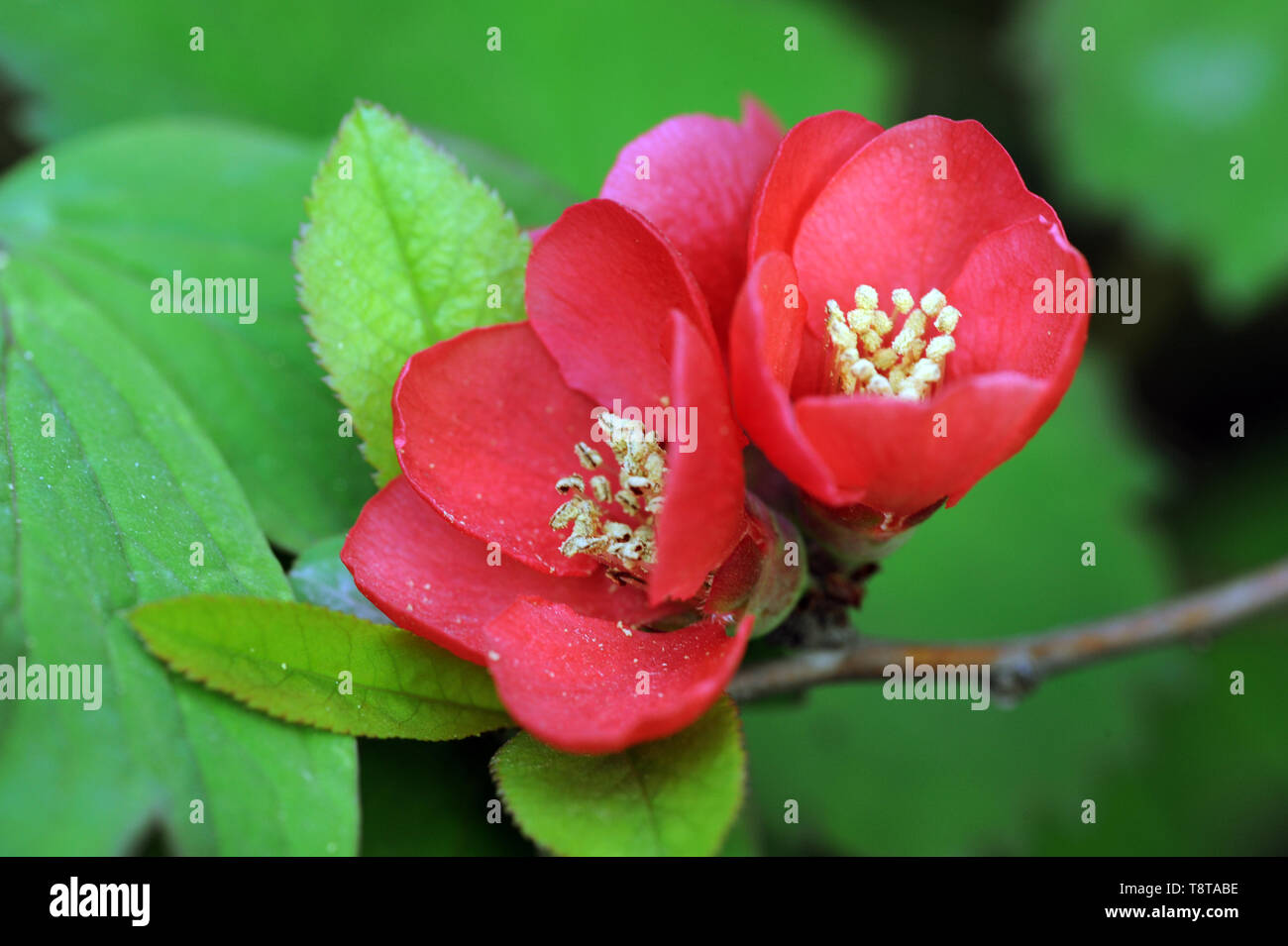 Stalk begonia hi-res stock photography and images - Alamy