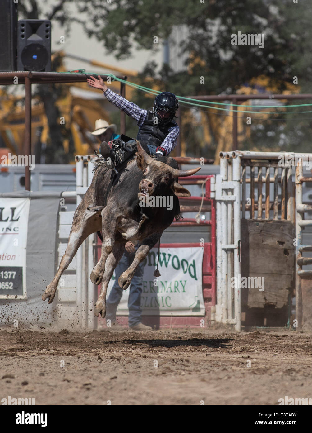 Rodeo action at the Cottonwood Rodeo in Northern California Stock Photo ...