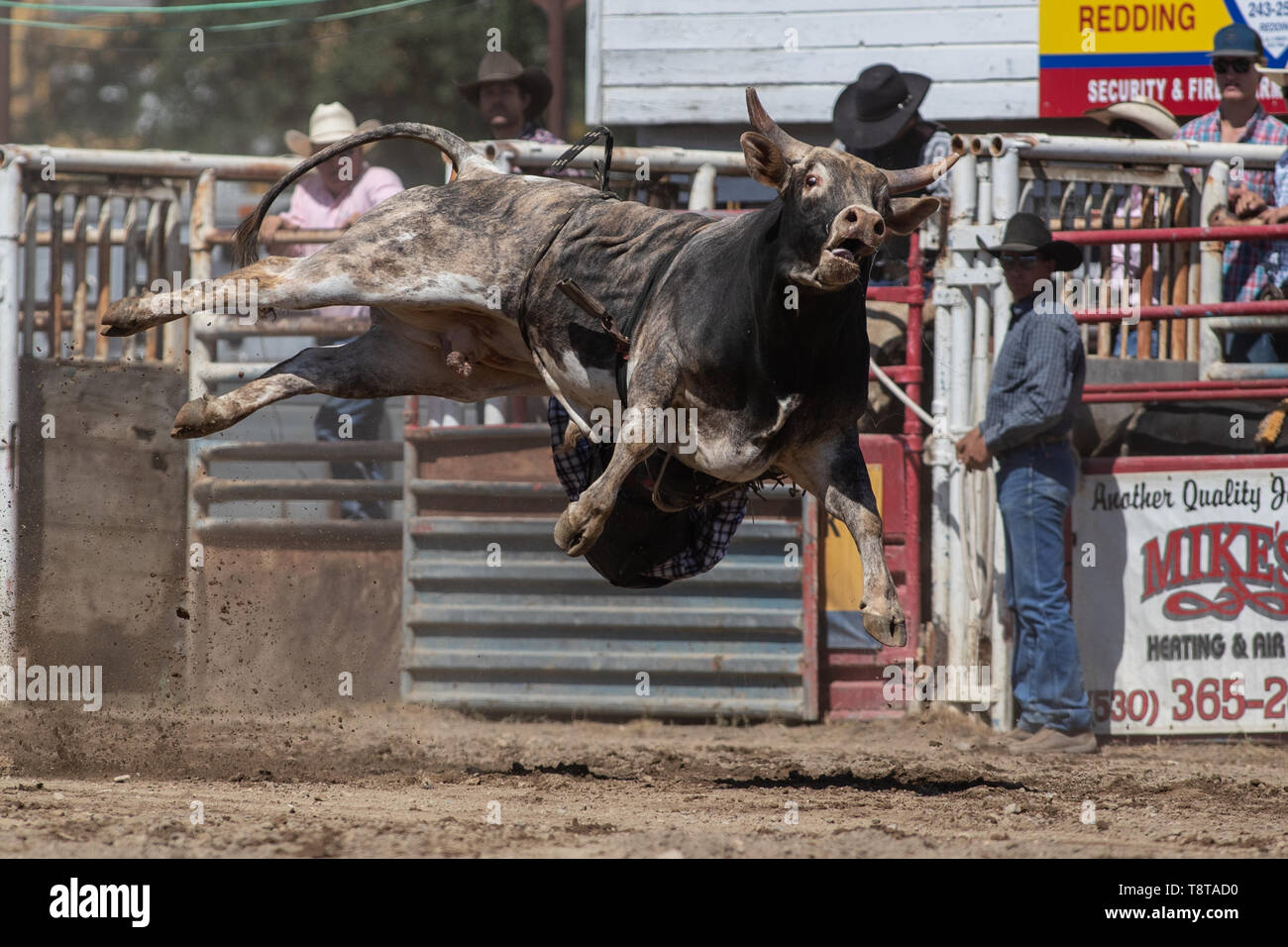 Rodeo action at the Cottonwood Rodeo in Northern California Stock Photo ...