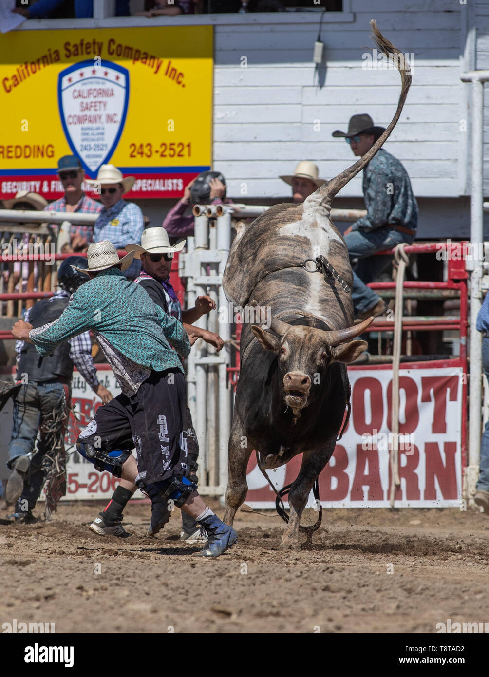Rodeo action at the Cottonwood Rodeo in Northern California Stock Photo ...