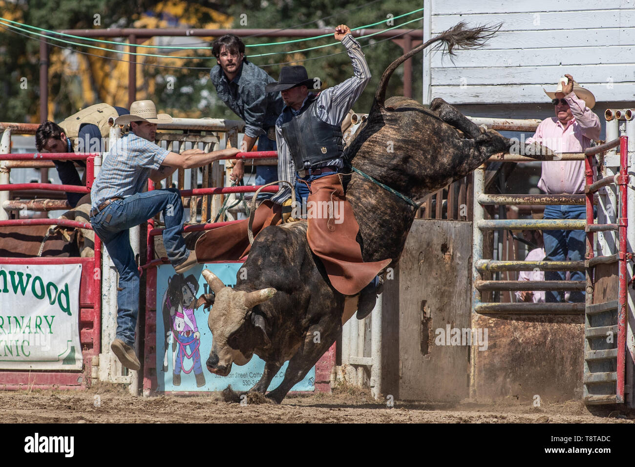 Rodeo action at the Cottonwood Rodeo in Northern California Stock Photo ...