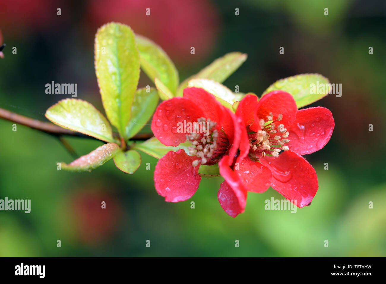 Stalk begonia hi-res stock photography and images - Alamy