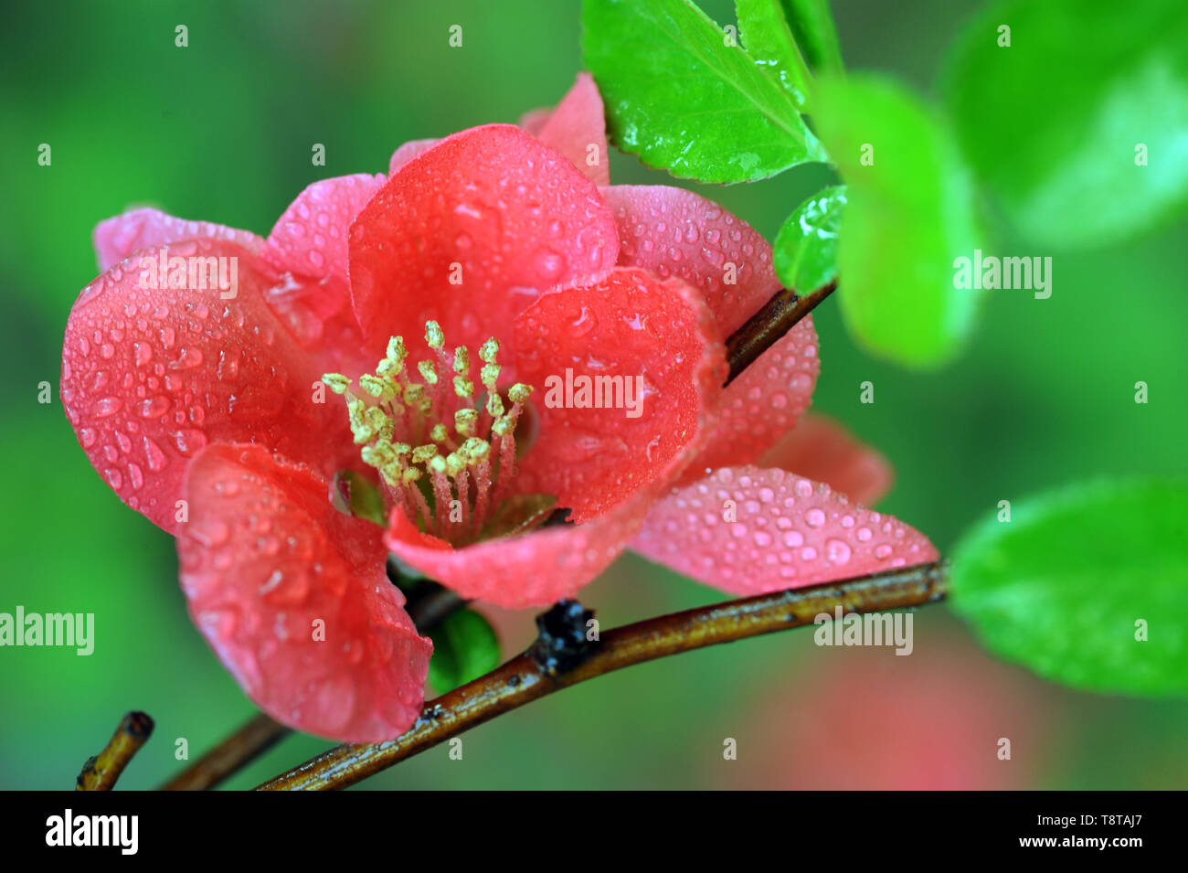 Stalk begonia hi-res stock photography and images - Alamy